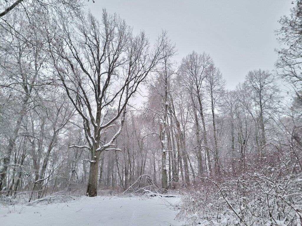 Kültür ve eğlence parkları парк усадьбы Низковицы, Saint‑Petersburg ve Leningradskaya oblastı, foto