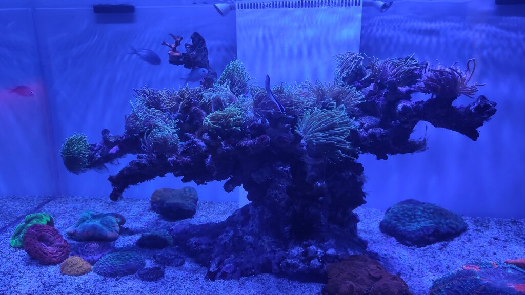 Akvaryumlar Ecoreef, Moskova, foto