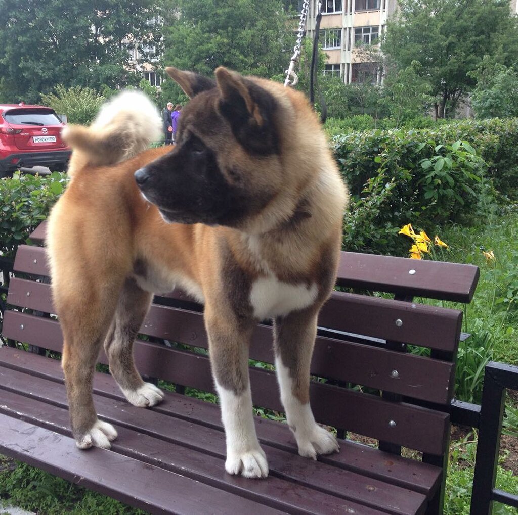 Evcil hayvan kuaförleri Studiya Pes i Kot, Podolsk, foto