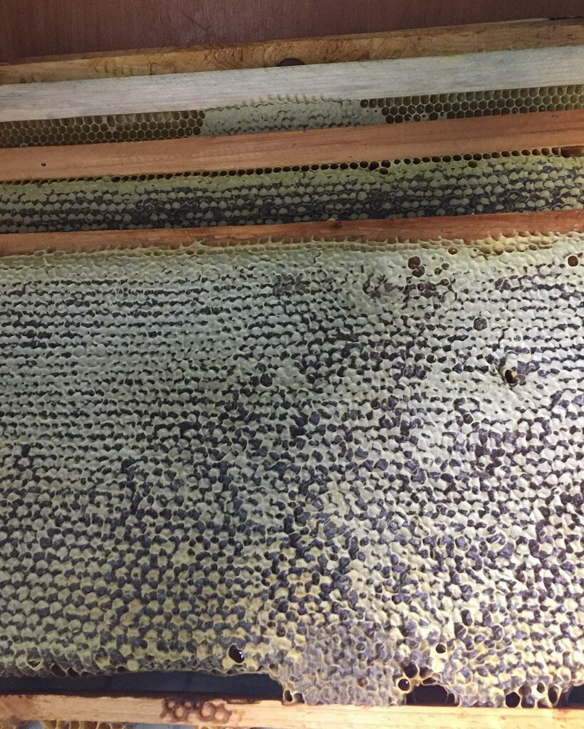 Bal ve arıcılık firmaları Мёд с пасеки, Saint‑Petersburg, foto