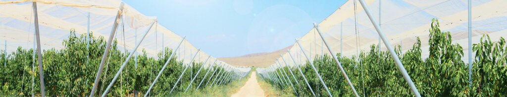 Sera ve bahçe ürünleri Spayka - Intensive Orchards, Alapars, Kotayk, foto