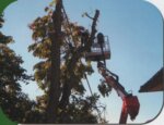 Cooperativa La Quercia - Potatura Alberi - Impianti Irrigazione - Giardinaggio (Abruzzo, L'Aquila, Via Cicolana, 118), bahçe ekipmanları ve teknolojileri  Abruzzo'dan