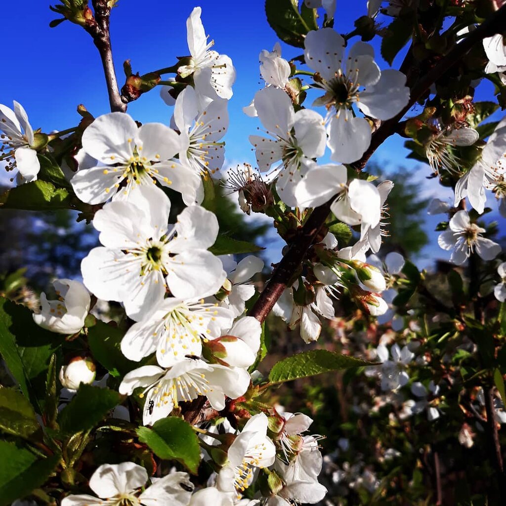 Fidan yetiştiriciliği Matveev sad, Novgorodskaya oblastı, foto