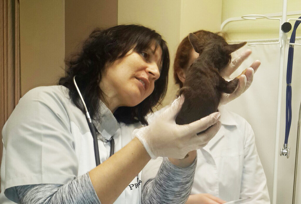 Veteriner klinikleri CardioVet, Rostov‑na‑Donu, foto