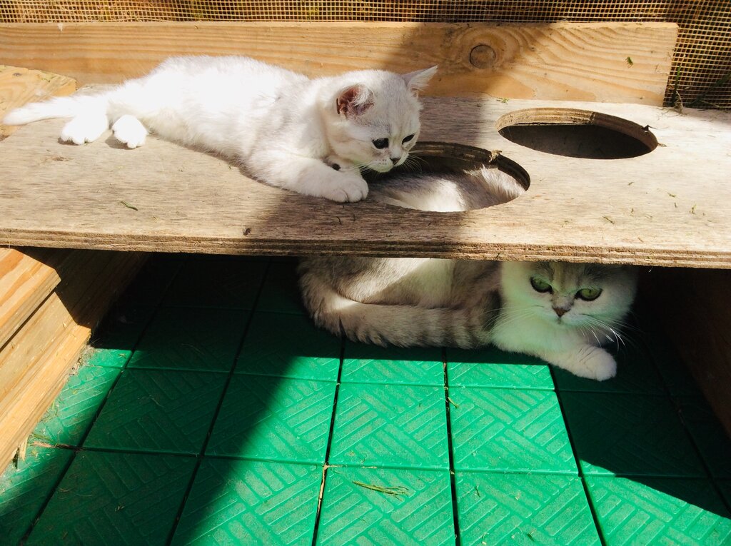 Evcil hayvan yetiştiricileri Of auntie Lily, Minskaya oblastı, foto