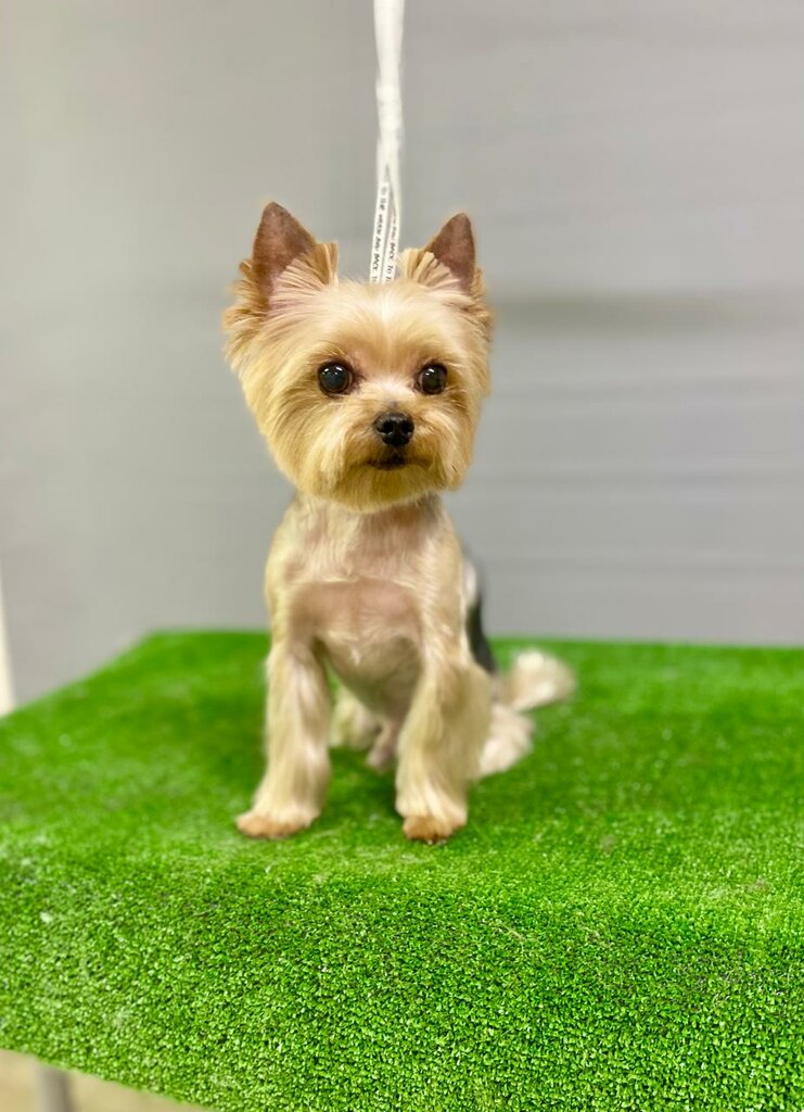 Evcil hayvan kuaförleri Модный Барбос, Pskov, foto