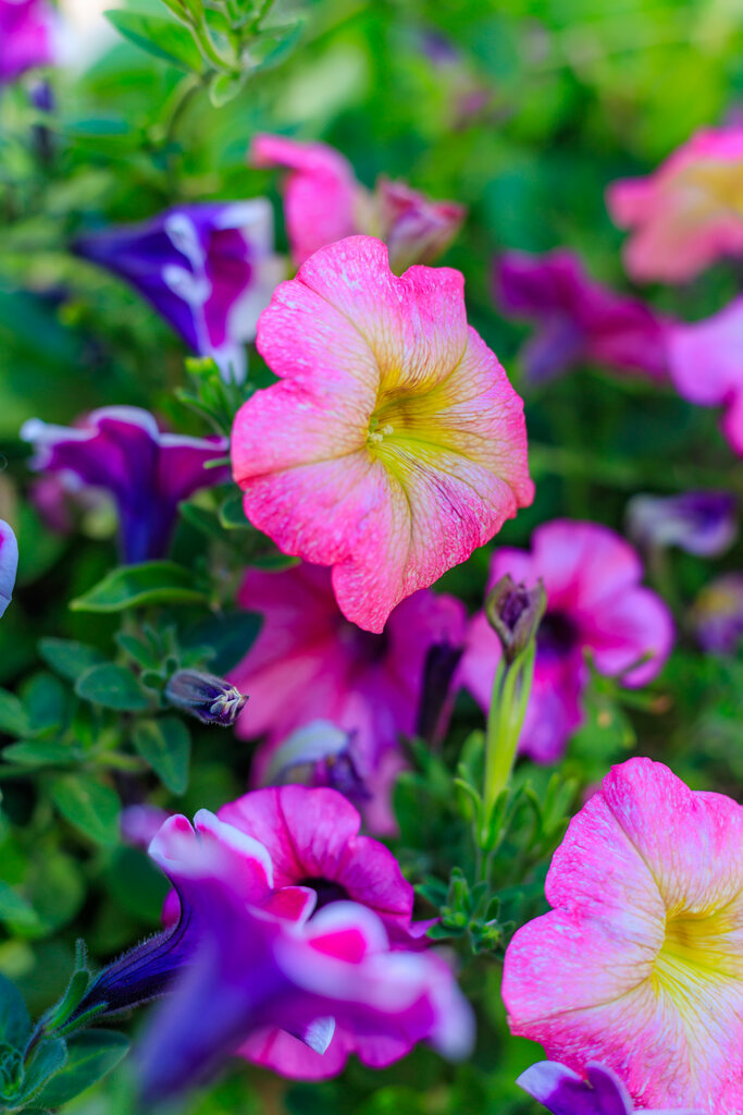 Tulumba Standpipe, Gatchina, foto