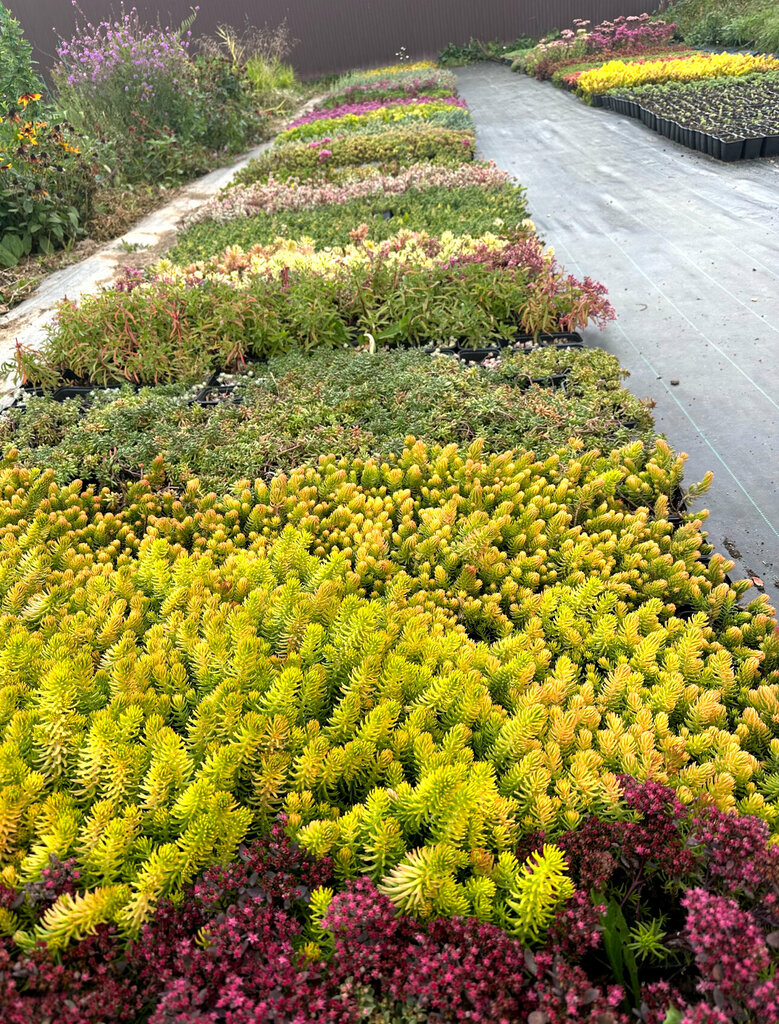 Fidan yetiştiriciliği Сад ИЮля, Moskova ve Moskovskaya oblastı, foto