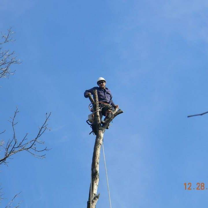 Bahçe ekipmanları ve teknolojileri ArborJacks Tree Service, Kentucky, foto