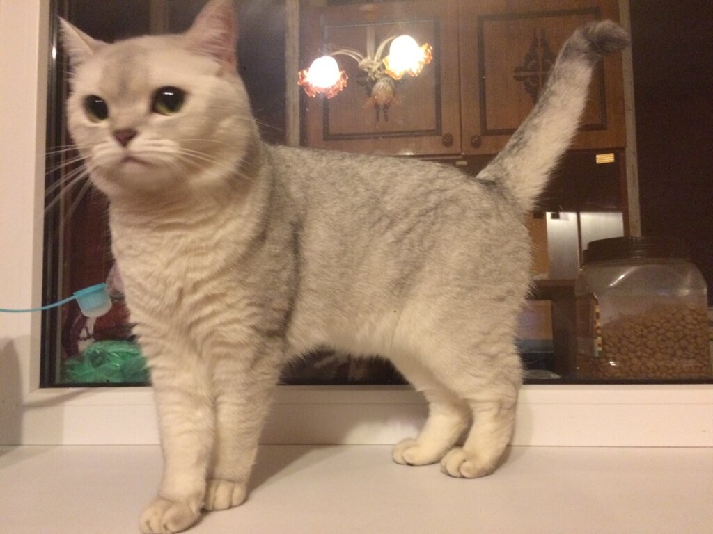 Pet otel Zoo House, Sevastopol, foto