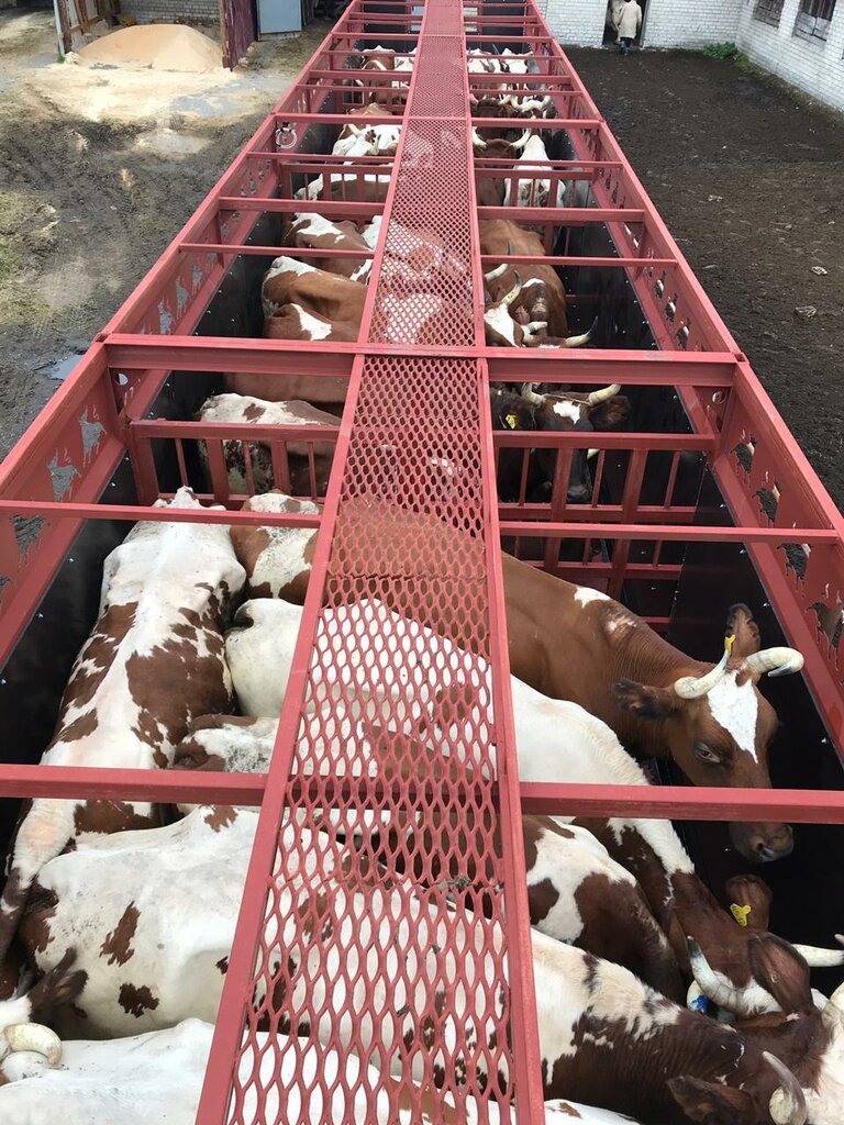 Metal konstrüksiyon firmaları Mtk-holding Ltd, Engels, foto