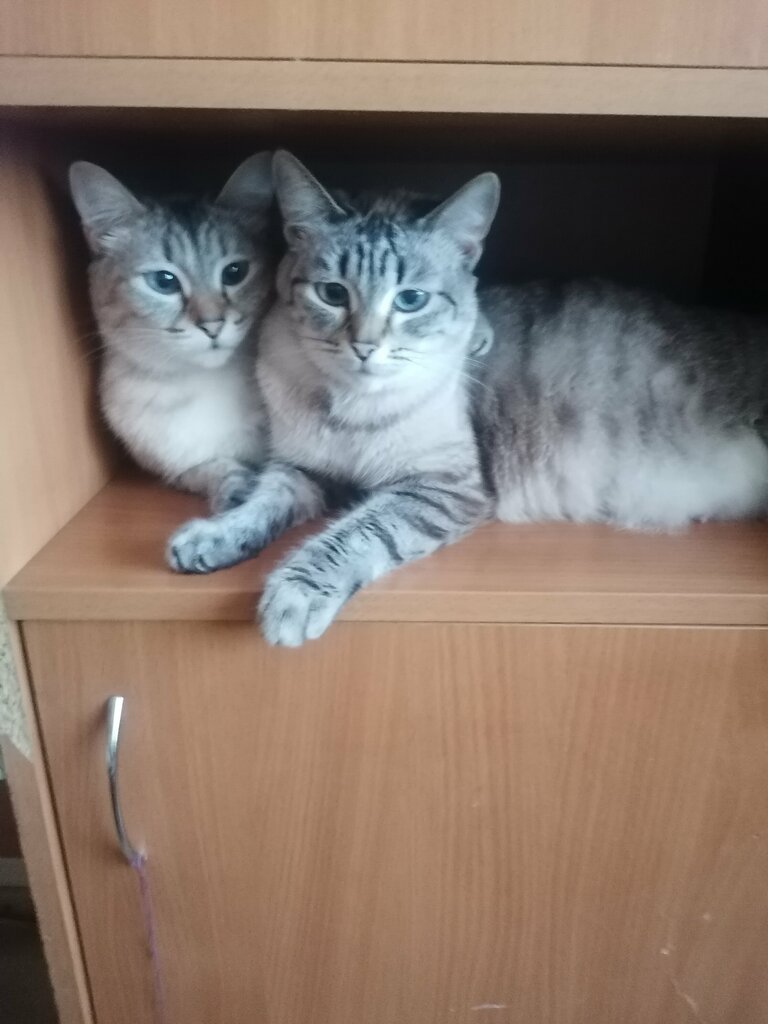 Veteriner klinikleri Ветеринарная клиника Здоровый питомец, Artiomovski, foto