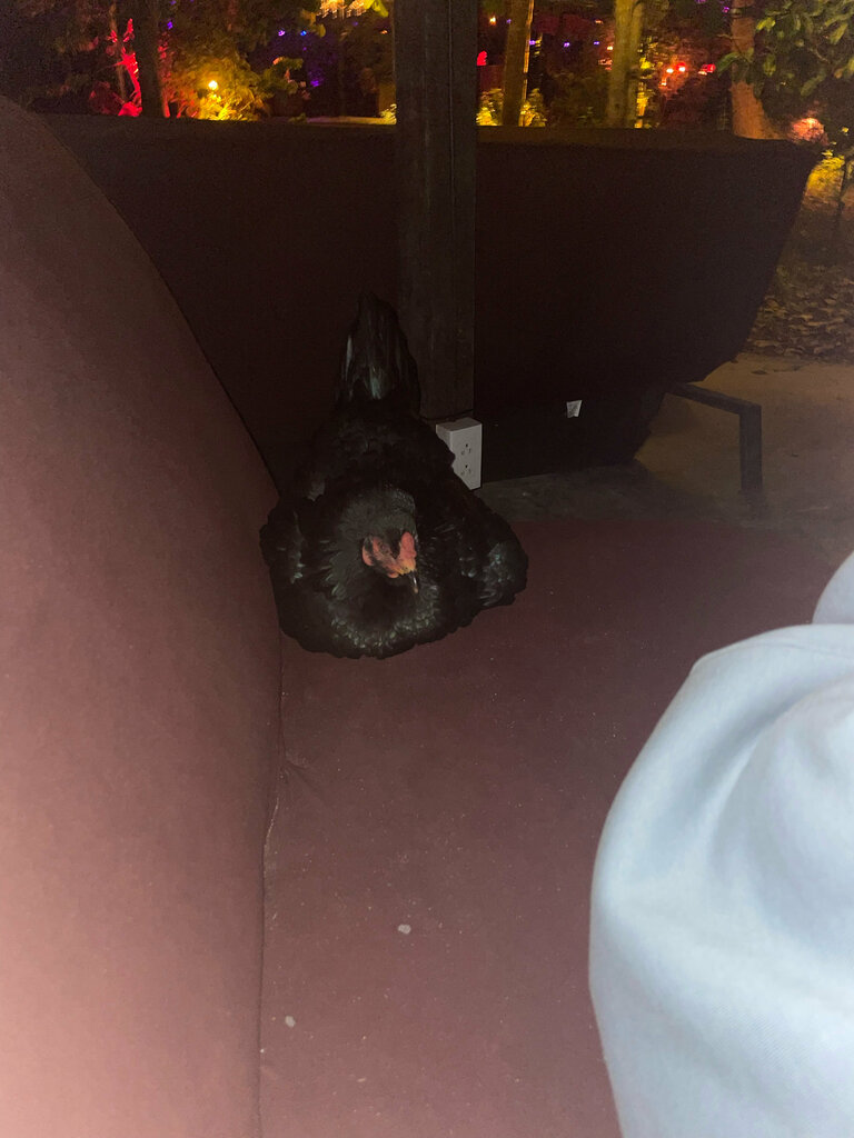 Otel The Wild Side, , foto