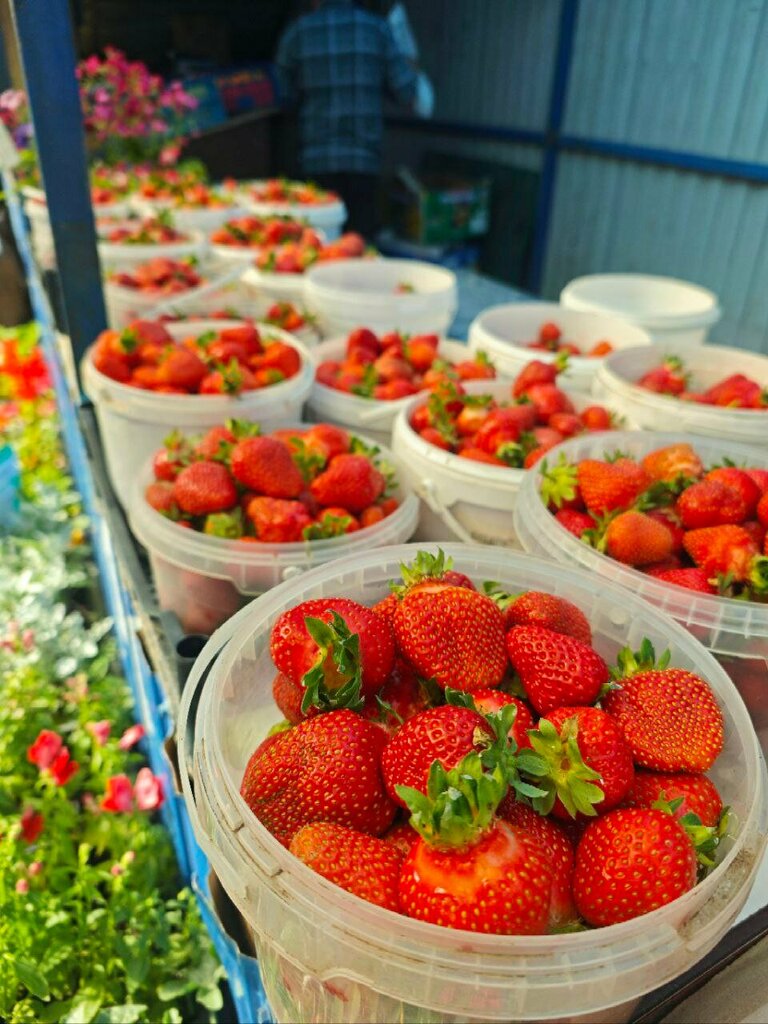 Fidan yetiştiriciliği Фермерское хозяйство, Vladimirskaya oblastı, foto
