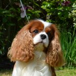 Royal Veterinary College Animal Care Trust (Royal Veterinary College, Hawkshead House, Hawkshead Lane  AL9 7TA North Mimms), evcil hayvan yetiştiricileri  Ayman'dan