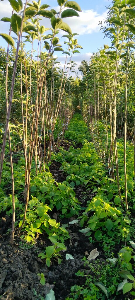 Sera ve bahçe ürünleri Саженцы деревьев, Krasnodarski krayı, foto