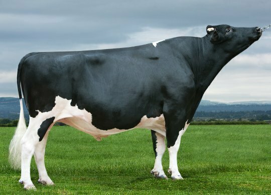 Hayvancılık COgenetic Ar-Ge Hayvancılık, Çorlu, foto