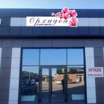 Орхидея (Platanovaya ulitsa No:24А, Vilage of Yuzhniyi), çiçekçiler  Krasnodarski krayından