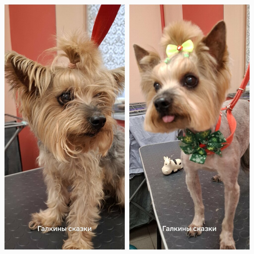 Evcil hayvan kuaförleri Стрижка собак, Moskova, foto