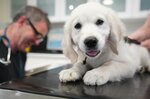 Molesey Veterinary Centre (4 Park Road  KT8 9LE West Molesey), veteriner klinikleri