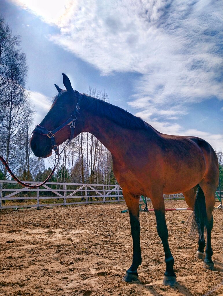 At ve binicilik kulüpleri КСК БаZa, Moskova ve Moskovskaya oblastı, foto