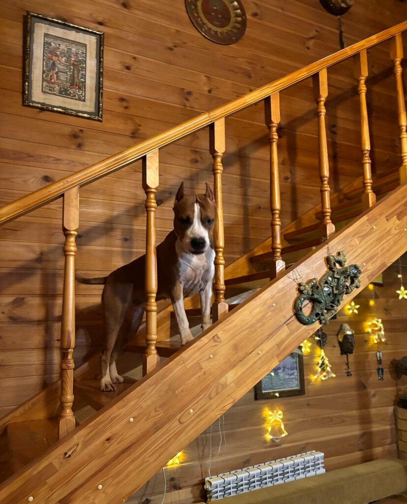 Pet otel Friends Hotel, Kazan, foto