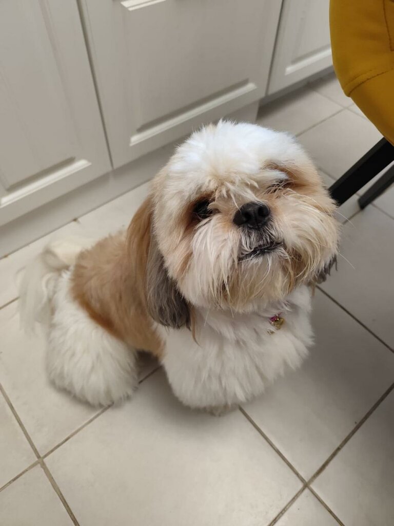 Evcil hayvan kuaförleri Груминг салон, Moskova, foto