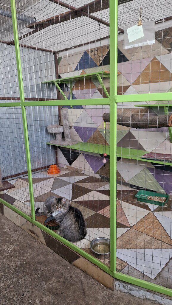 Yardım kuruluşları Robfkk pomoshchi zhivotnym Belka i Strelka, Zaozerniy, foto