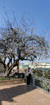 Revived Sacred Pistachio Tree of Patriarch Alexy II (Islam Karimov Street No:7), şapel, haç anıtı  Semerkant'tan