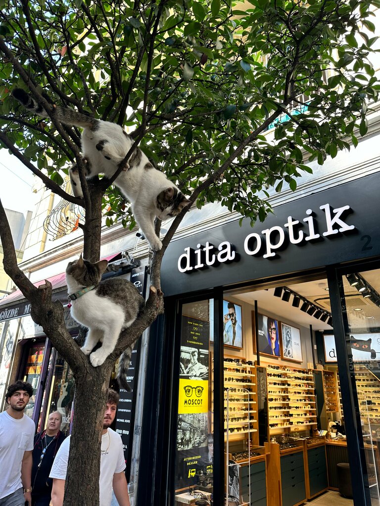 Optik Dita Optik, İstanbul, foto