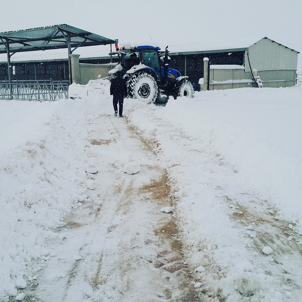 Hayvancılık Lordlar Süt Çftliği, Konya, foto