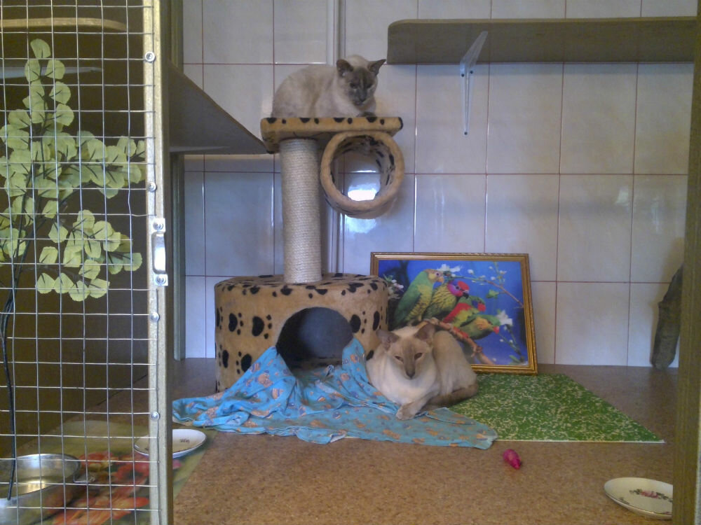 Pet otel Byuro dobrykh zoouslug, Tümen (Tiumenskaya) oblastı, foto