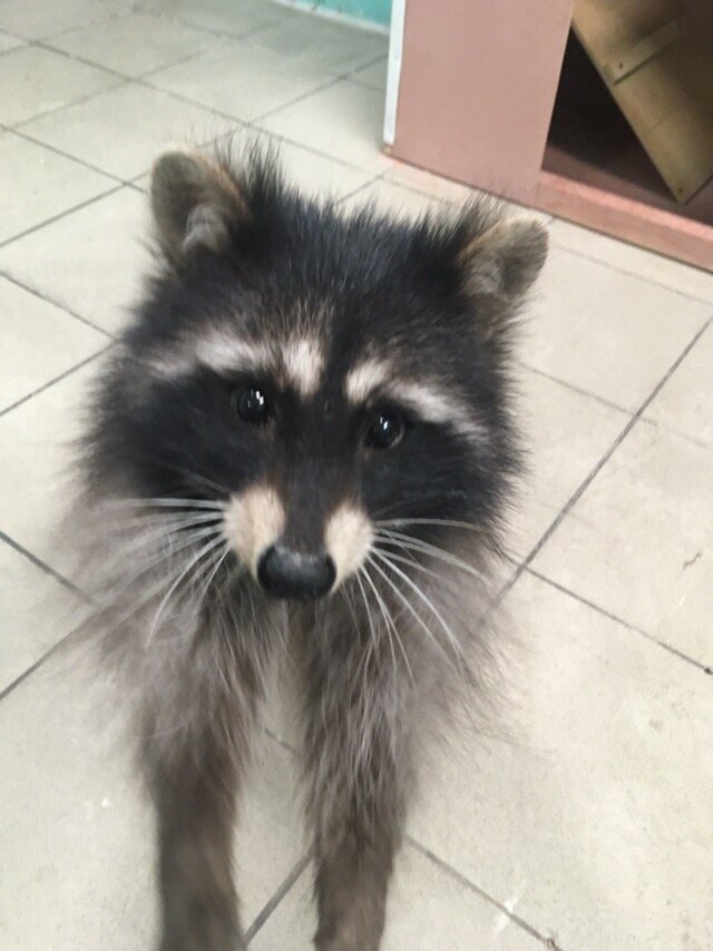 Hayvanat bahçeleri Enotowinsk, Volgograd, foto