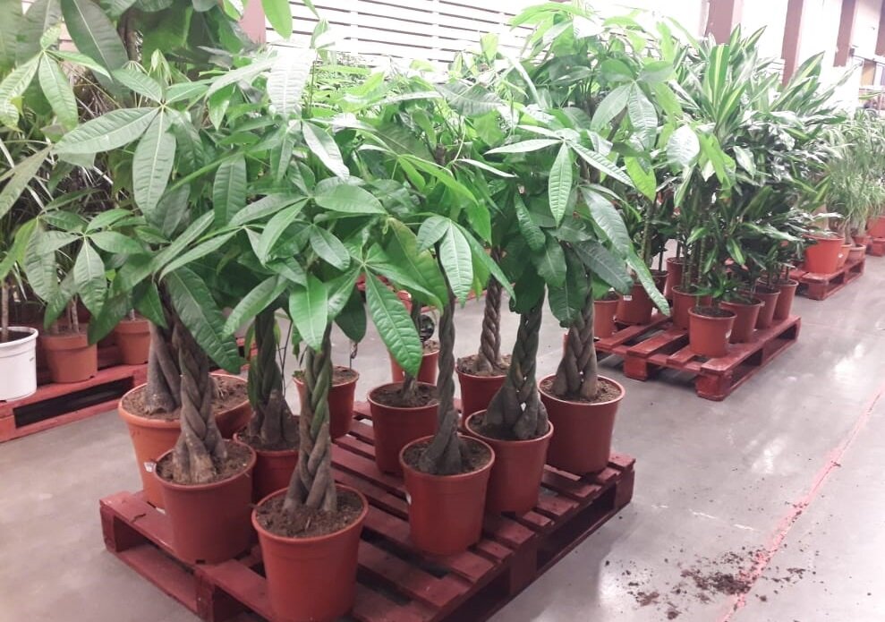 Çiçekçiler NobilisMarco.com, Moskova, foto