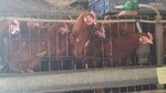Urteaga Pentsuak (Comunidad Autónoma del País Vasco, Guipúzcoa, Lazkao), tarım makineleri, ekipmanlar  Bask Ülkesi'nden
