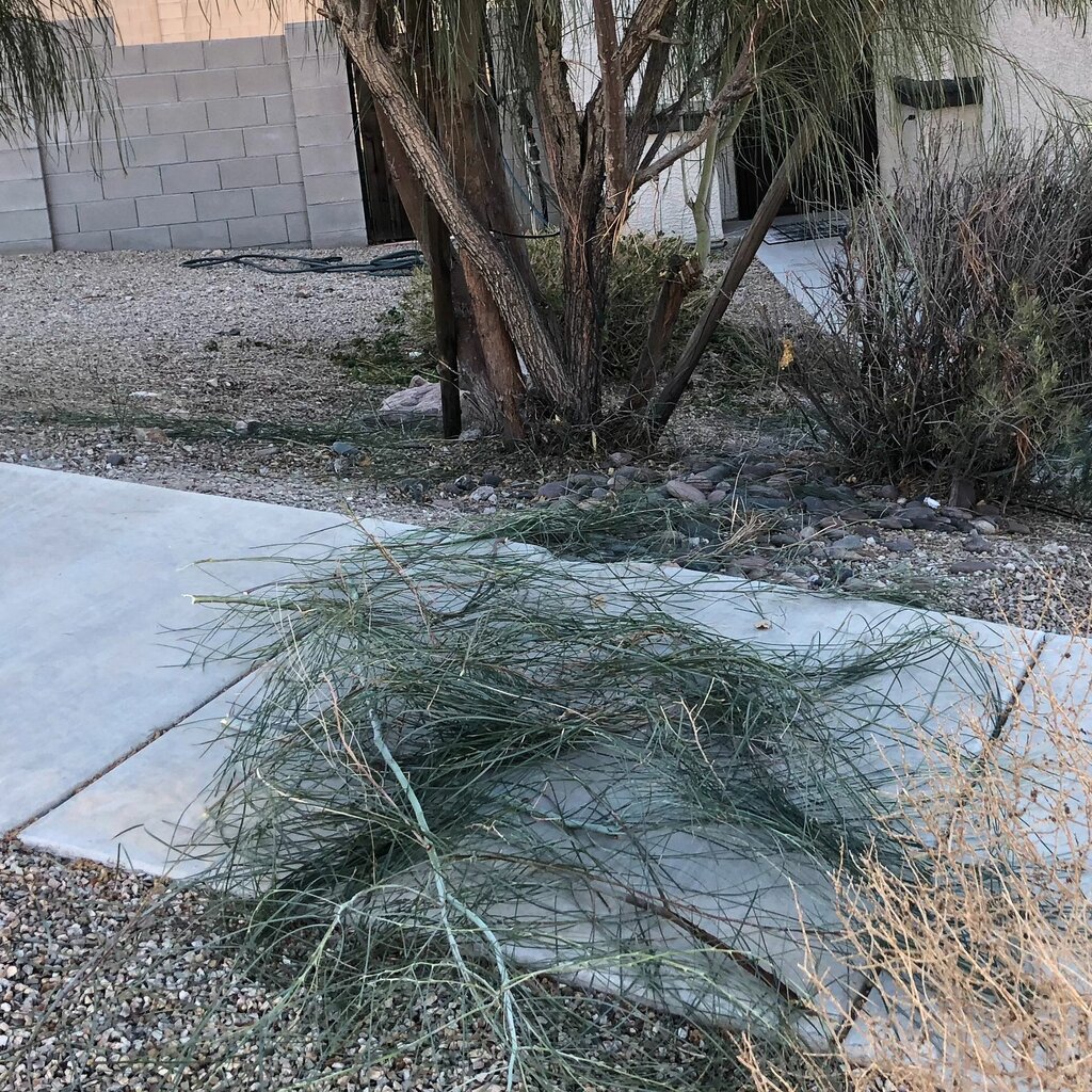 Bahçe ekipmanları ve teknolojileri All Yard Work, Tucson, foto