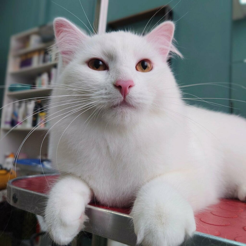 Evcil hayvan kuaförleri Grooming saloon Ginger, Saint‑Petersburg, foto