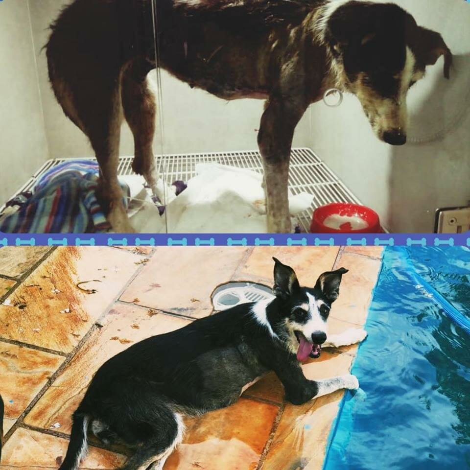 Haşere ilaçlama firmaları Leocan Veterinaria 24hs, Buenos Aires, foto