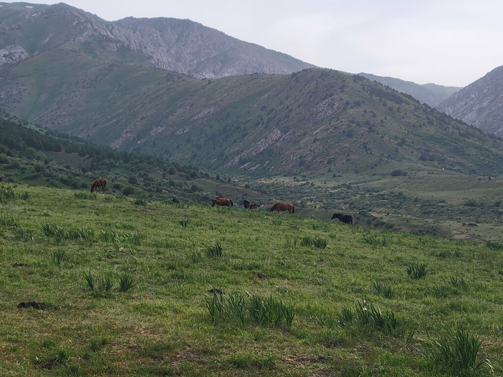 Tatil köyleri Tourbaza Ruslan, Türkistan eyaleti, foto