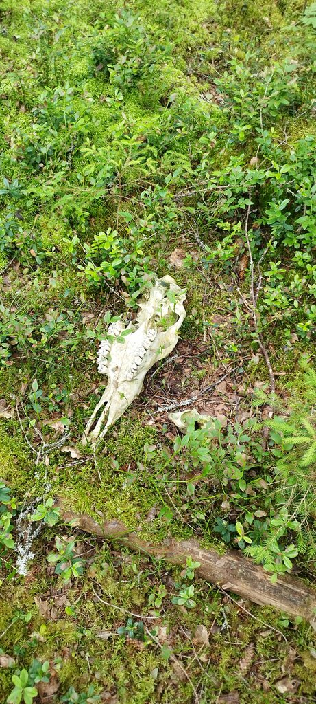 Doğa koruma alanı памятник природы регионального значения Острова Журавка, Малая Журавка, Tverskaya oblastı, foto