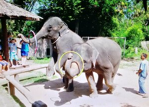 Paradise Park (Surat Thani, City of Ko Samui, Samui Island), hayvanat bahçeleri  Samui'den