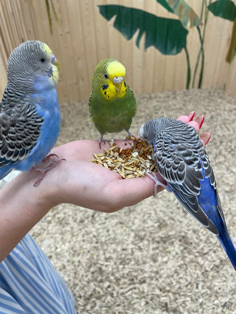 Veteriner klinikleri ЗвероПес, Moskova, foto