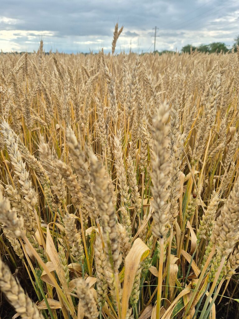 Tarım firmaları Сельскохозяйственное предприятие, Orenburgskaya oblastı, foto