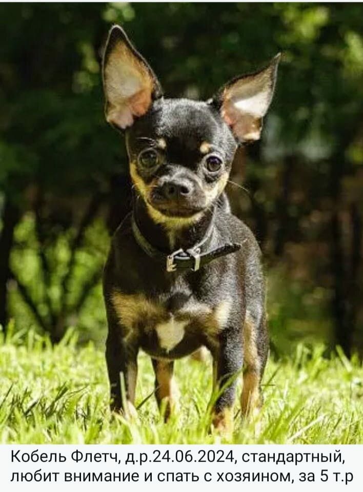 Evcil hayvan yetiştiricileri Pitomnik Monsarey, Moskova, foto