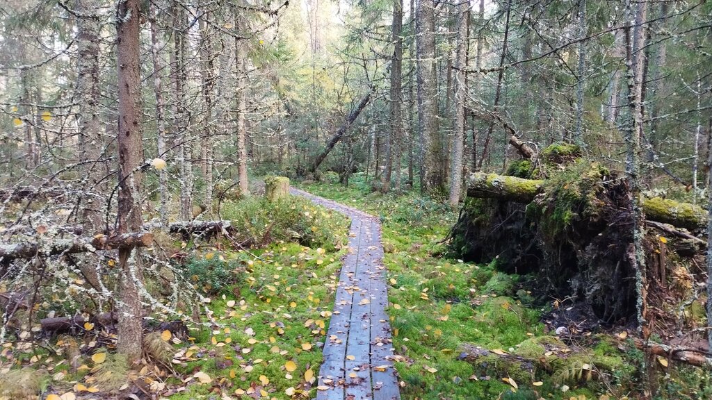 Doğa koruma alanı государственный природный заказник регионального значения Болото Старосельский Мох, Tverskaya oblastı, foto