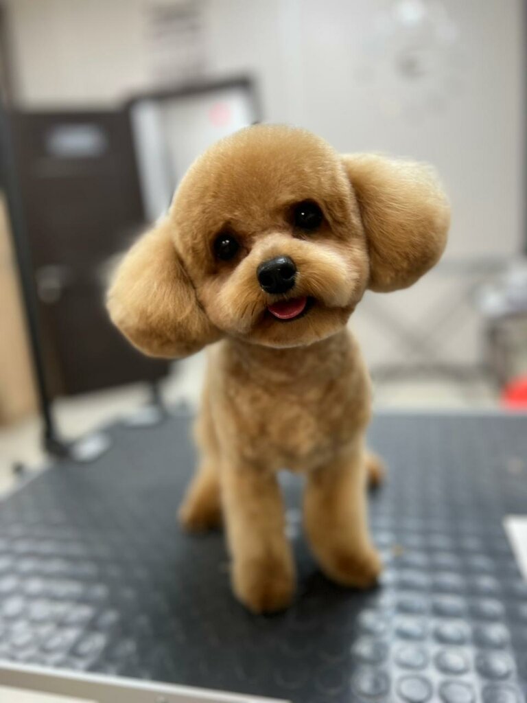 Pet otel Aristo H&g, Vladivostok, foto