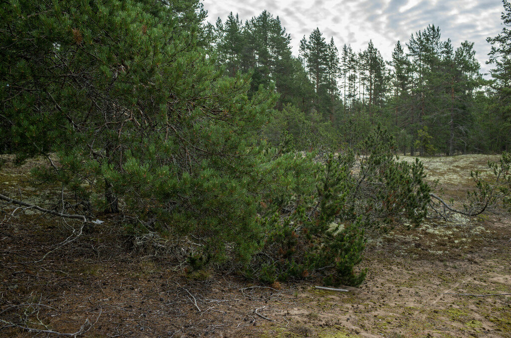 Doğa Сосна горная, Karelya, foto