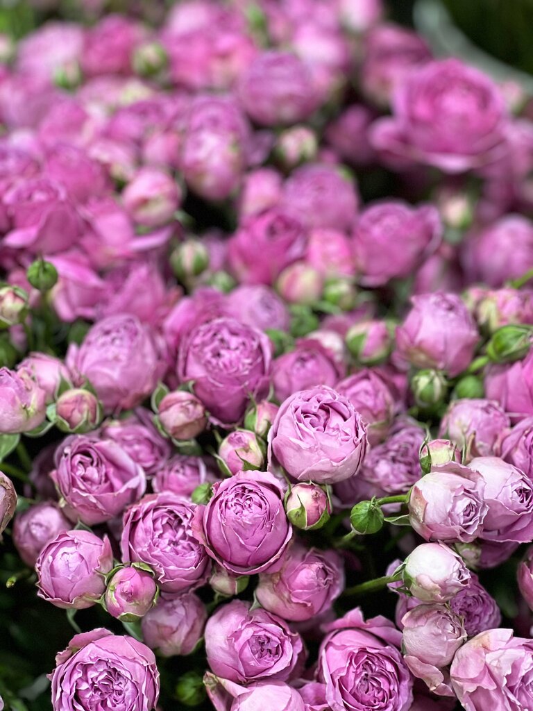 Çiçekçiler Nurjamal Flowers, Nukus, foto