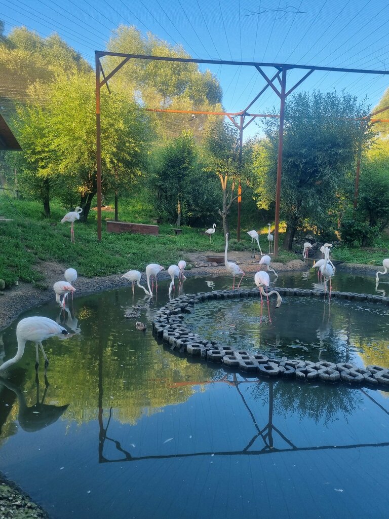 Hayvan muhafazaları Парк птиц Воробьи, пингвины, Kalujskaya oblastı, foto
