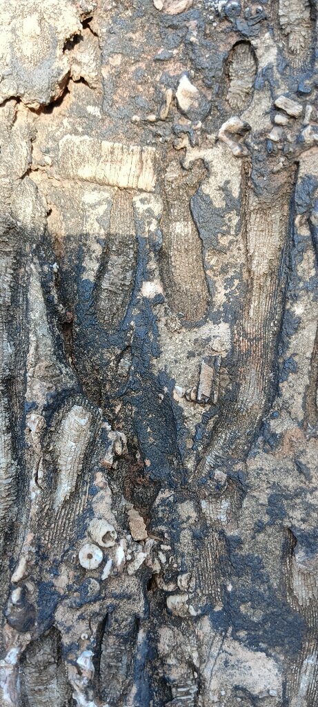 Turistik yerler Золотушинский рудник, Gorniak, foto